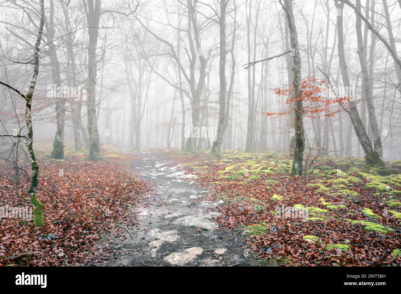 Foggy forest trail hi-res stock photography and images - Alamy