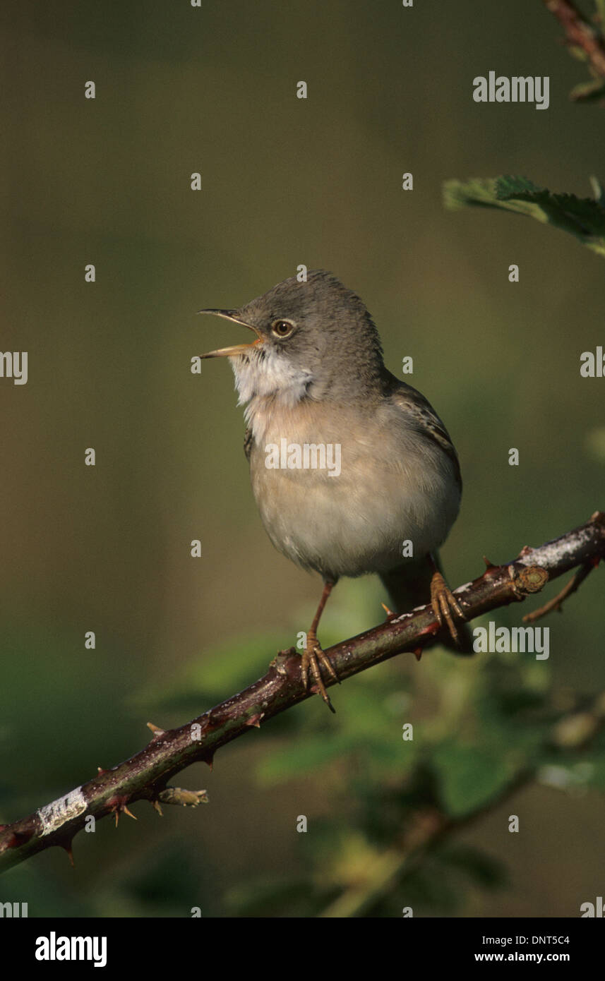 WHITETHROAT (Sylvia communis) male singing Marshside RSPB Reserve ...