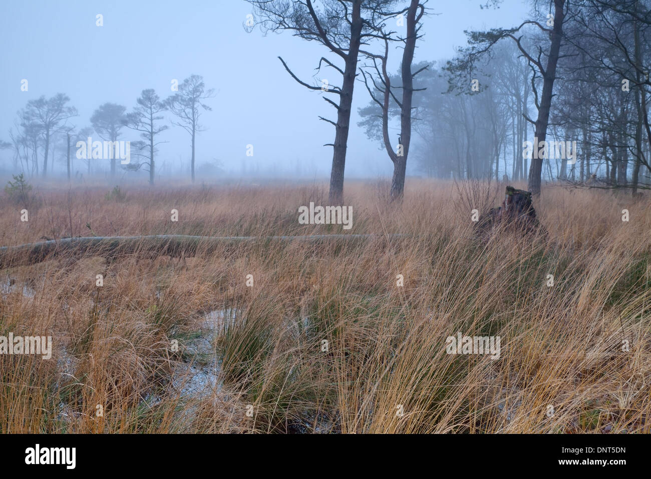 pine trees on swamp in fog, Drenthe, Netherlands Stock Photo - Alamy