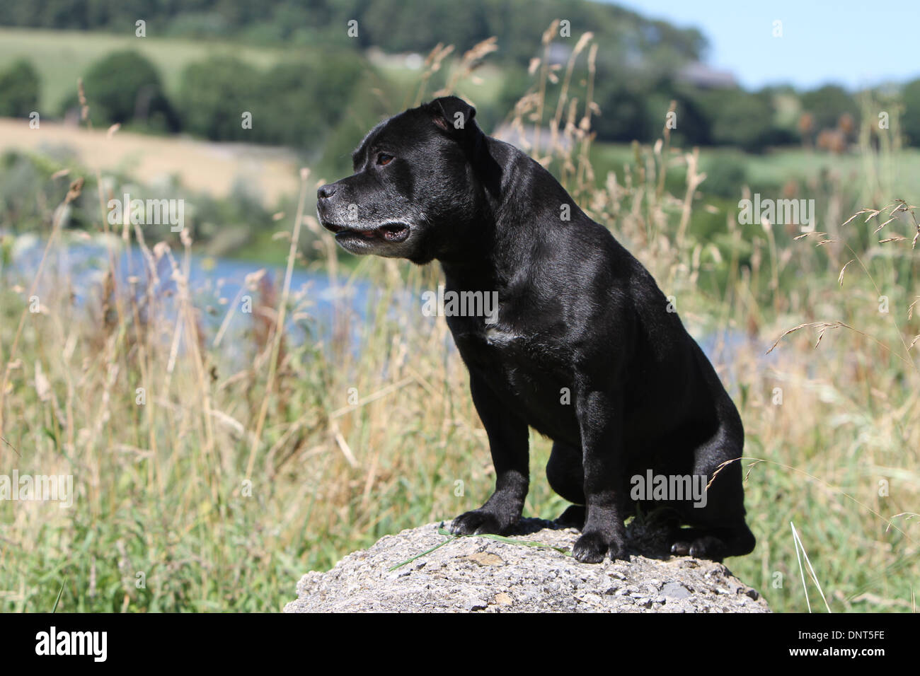 dog Staffordshire Bull Terrier / Staffie adult sitting on a rock Stock ...