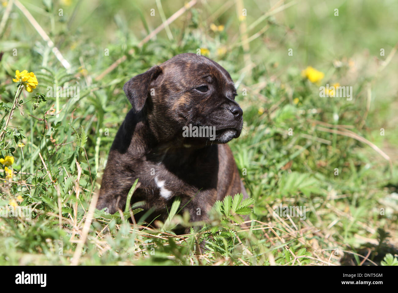 dog Staffordshire Bull Terrier / Staffie puppy sitting in a meadow ...