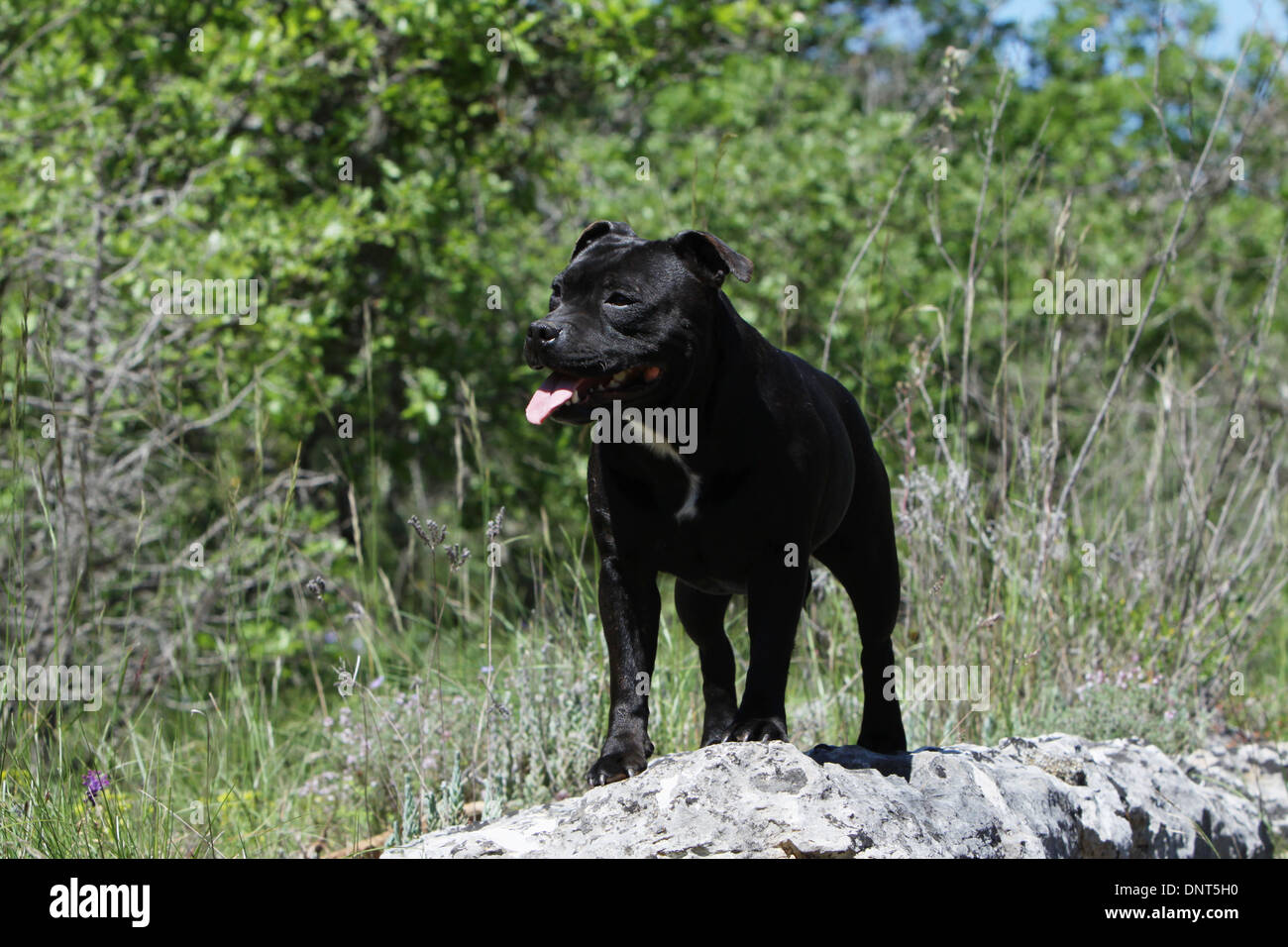 dog Staffordshire Bull Terrier / Staffie adult standing Stock Photo - Alamy