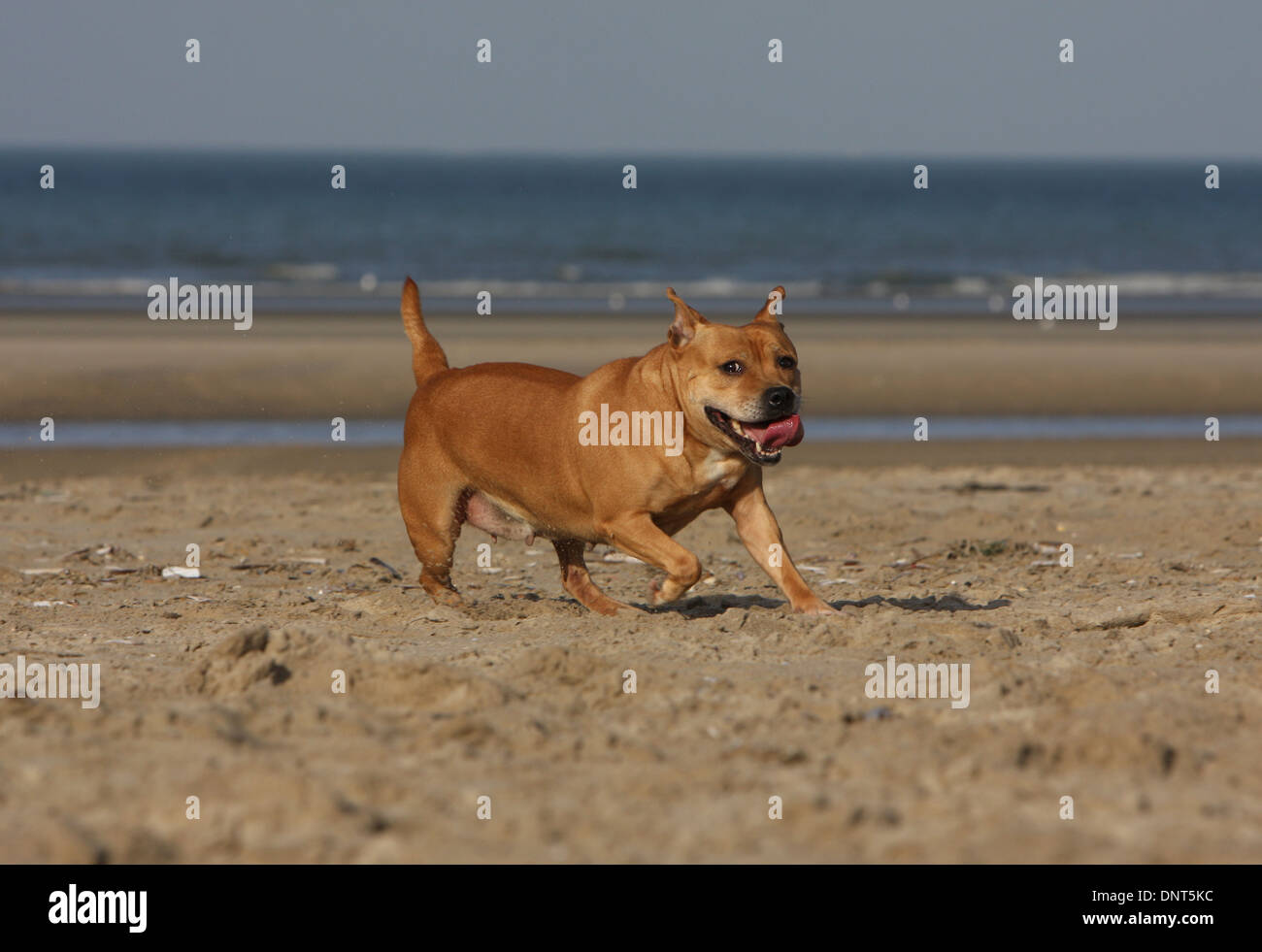 dog Staffordshire Bull Terrier / Staffie adult running on the beach ...
