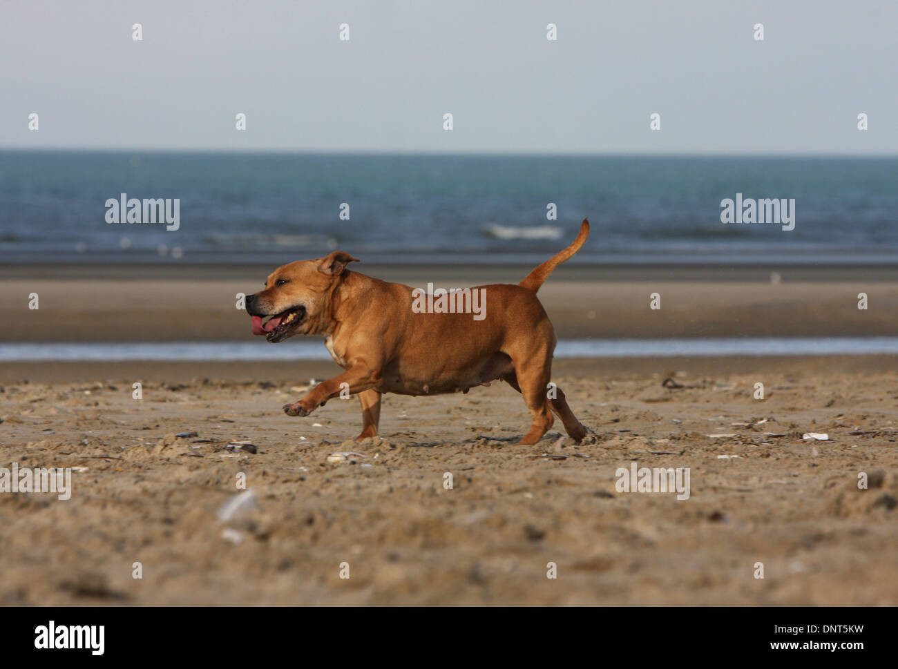 dog Staffordshire Bull Terrier / Staffie adult running on the beach ...