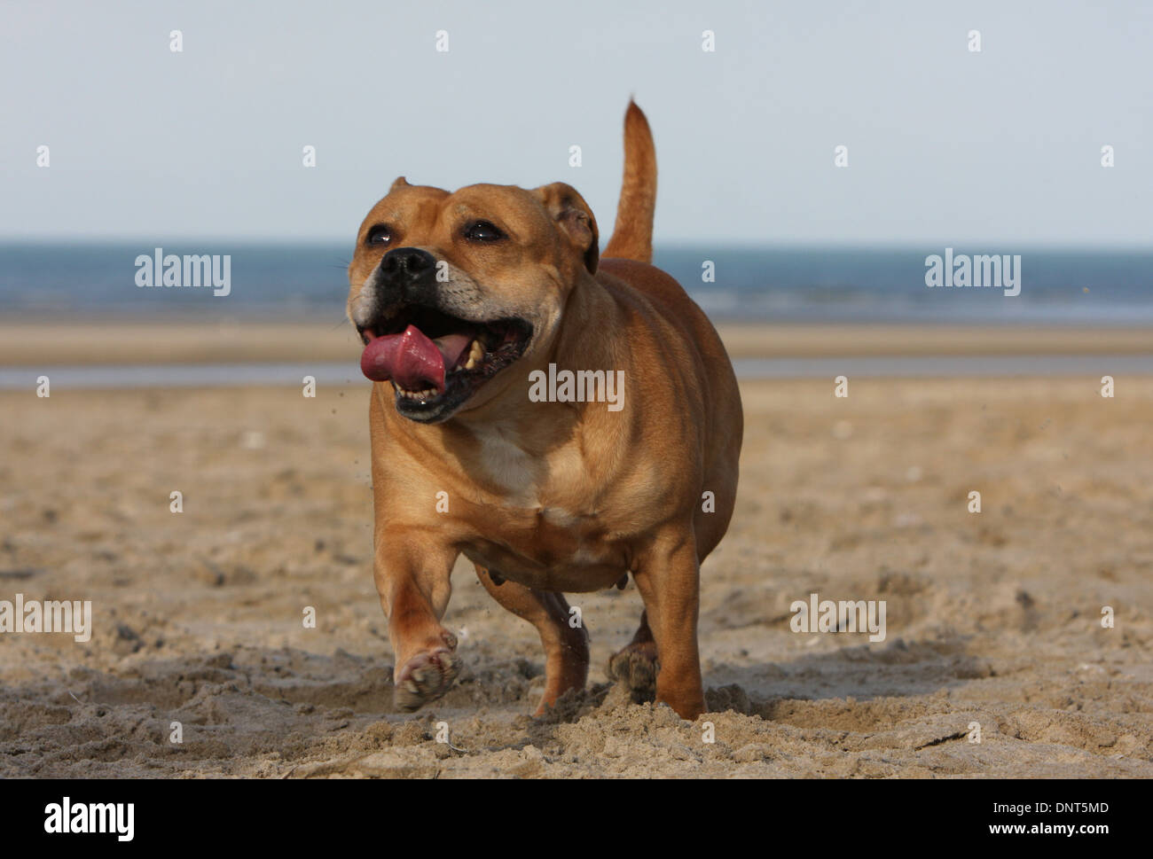 dog Staffordshire Bull Terrier / Staffie adult running on the beach ...