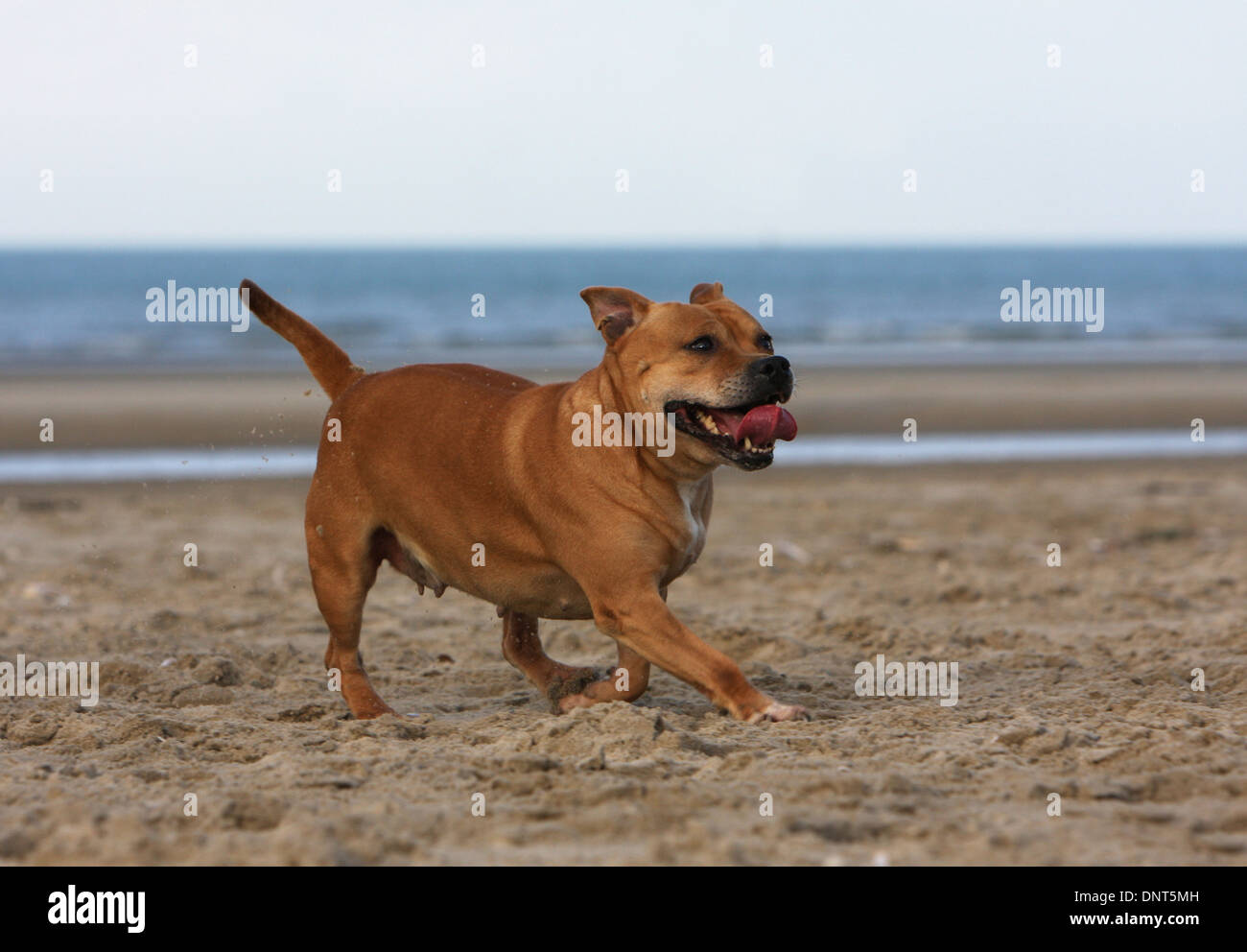 dog Staffordshire Bull Terrier / Staffie adult running on the beach ...