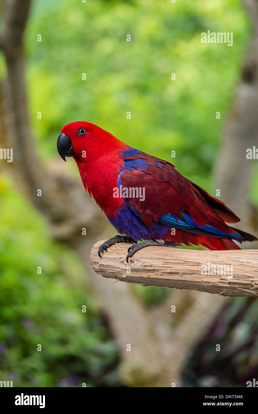 One parakeet hi-res stock photography and images - Alamy