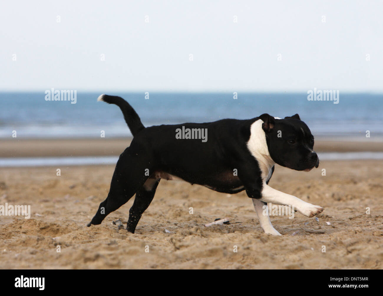 dog Staffordshire Bull Terrier / Staffie adult running on the beach ...