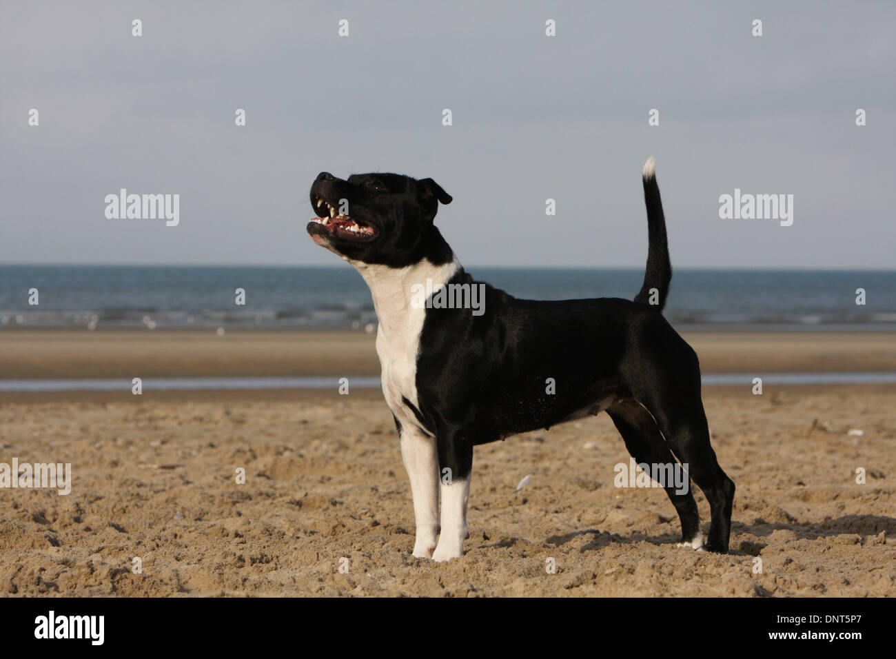 Staffordshire bull terrier hi-res stock photography and images - Alamy