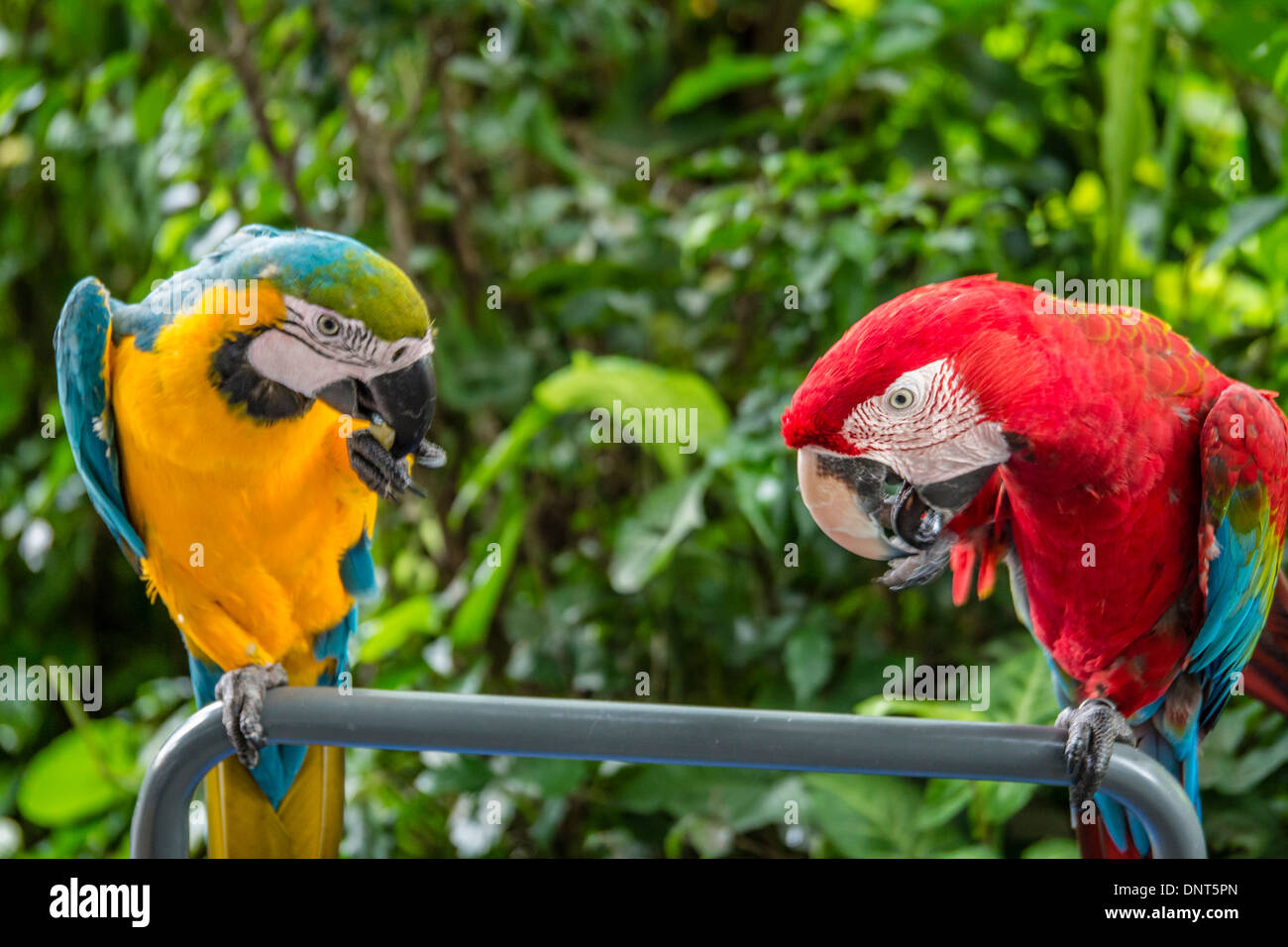 Parrot day hi-res stock photography and images - Alamy