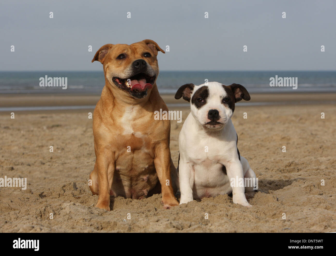 dog Staffordshire Bull Terrier / Staffie adult and puppy on the beach ...