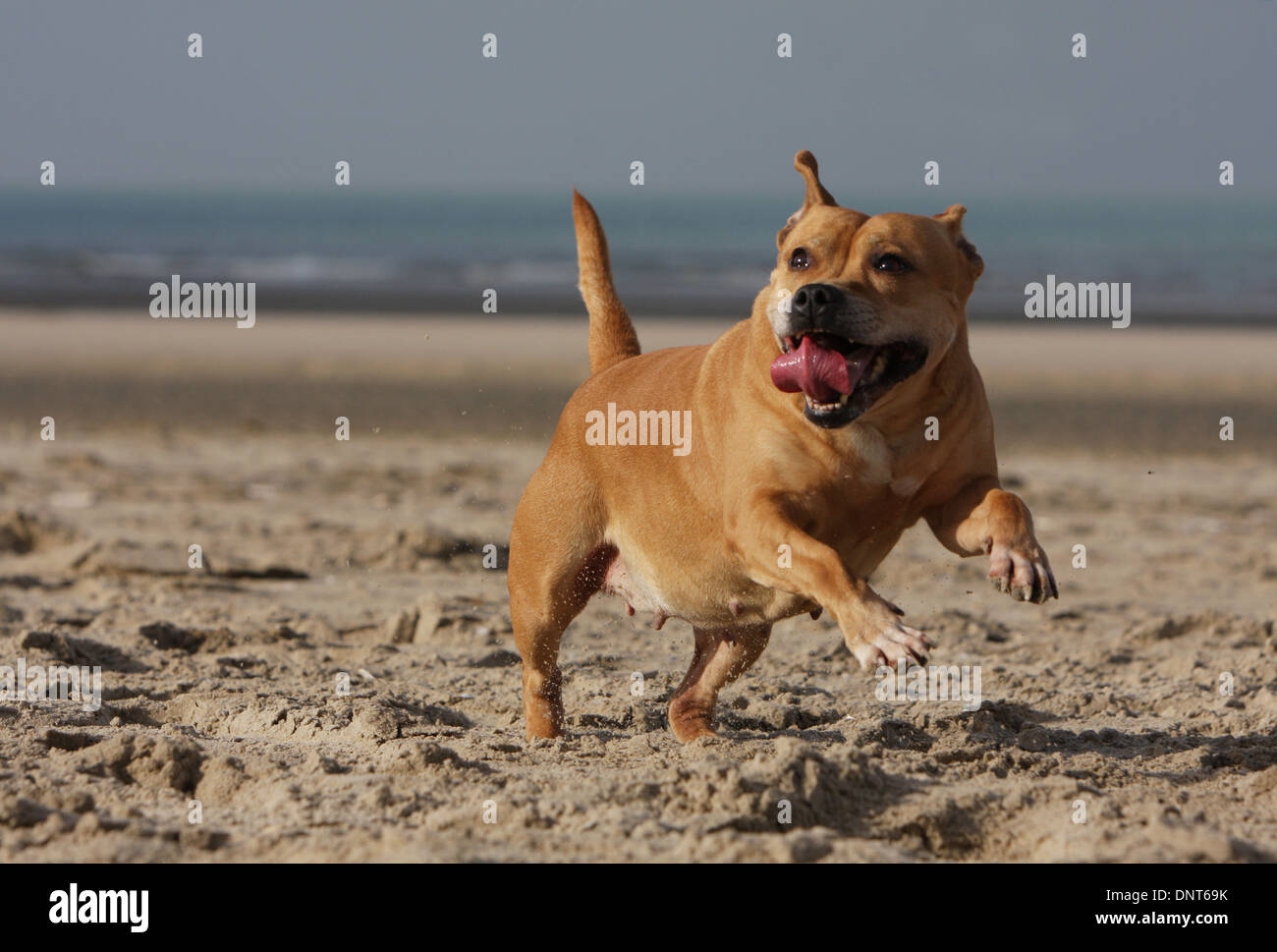 dog Staffordshire Bull Terrier / Staffie adult running on the beach ...