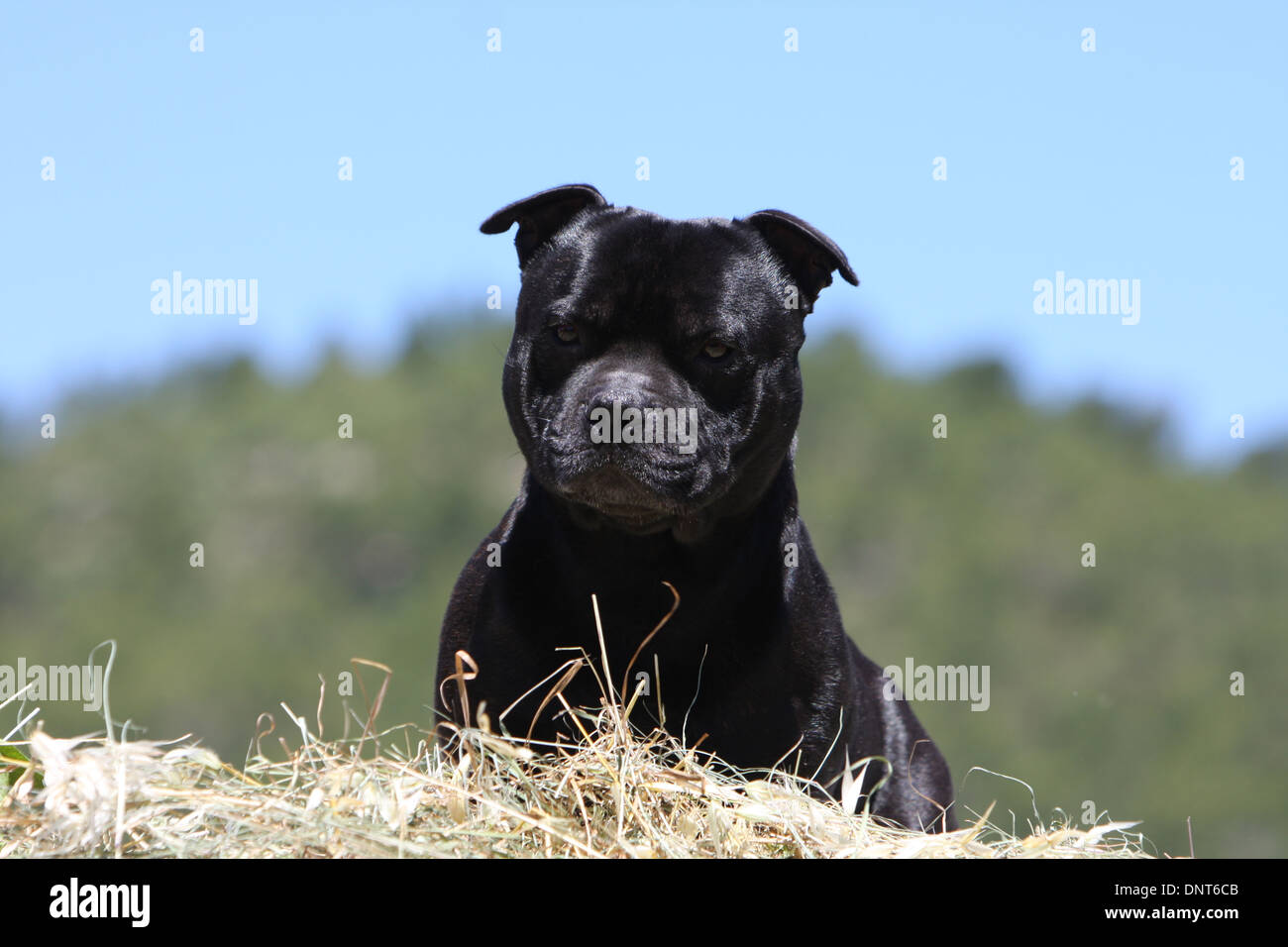 dog Staffordshire Bull Terrier / Staffie adult lying on a bale of straw ...