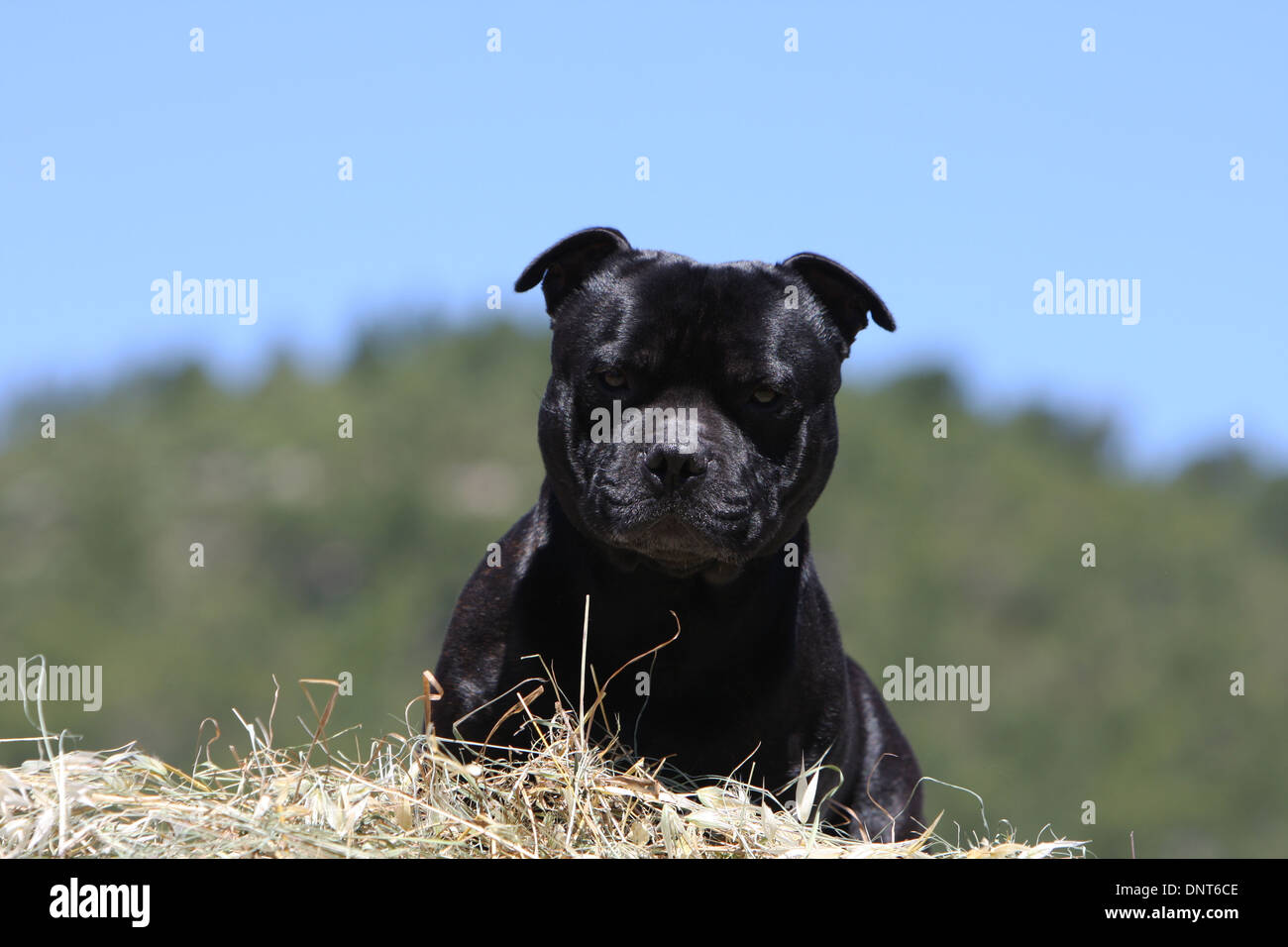 dog Staffordshire Bull Terrier / Staffie adult lying on a bale of straw ...