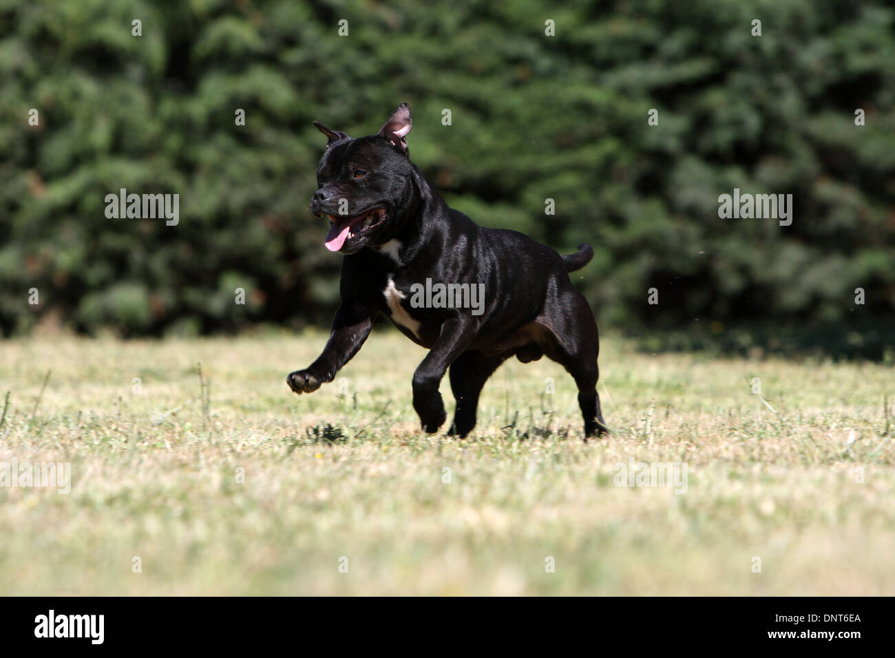dog Staffordshire Bull Terrier / Staffie / adult (black) running in a ...
