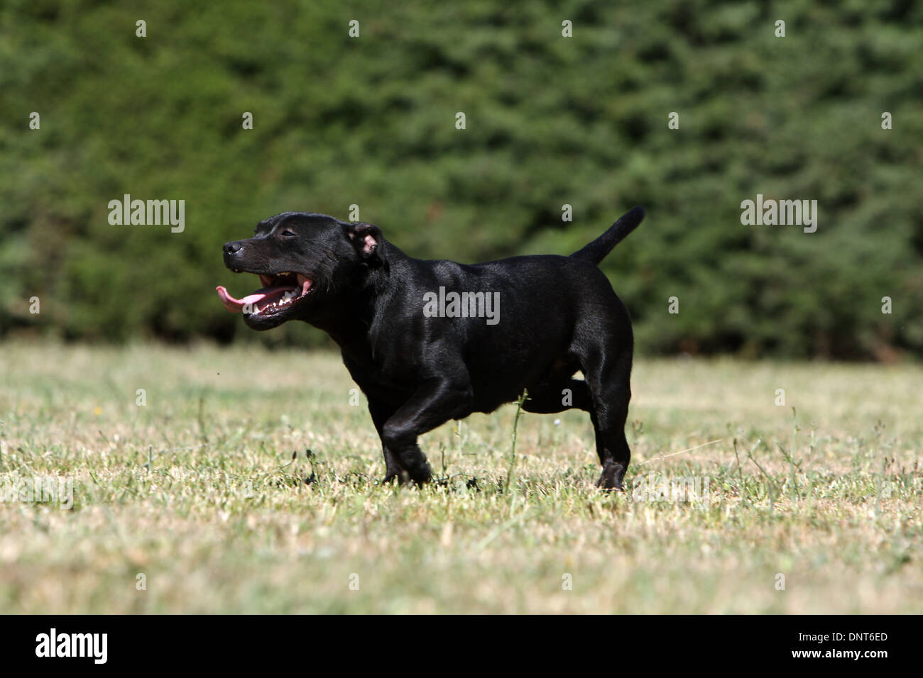 dog Staffordshire Bull Terrier / Staffie / adult (black) running in a ...