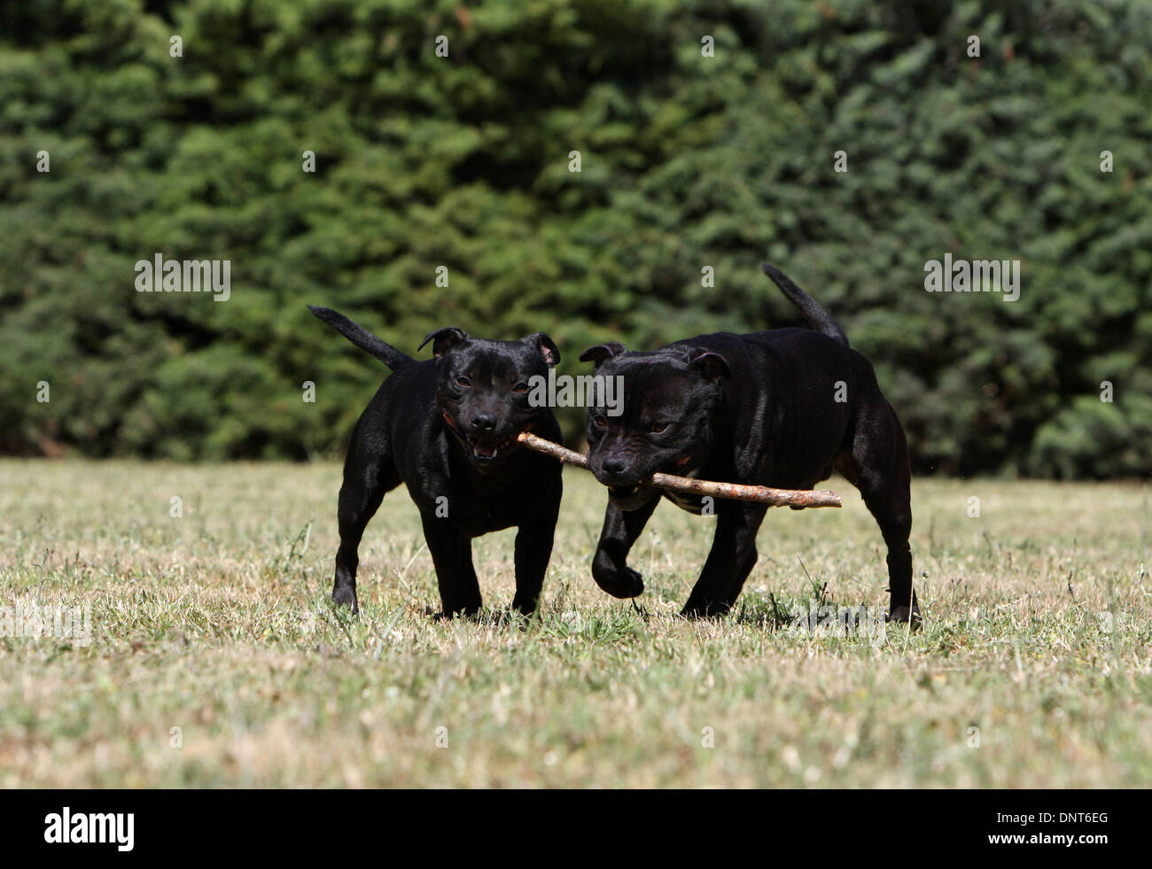 dog Staffordshire Bull Terrier / Staffie / two adults (black) playing ...
