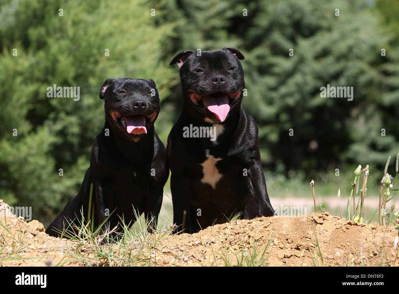 dog Staffordshire Bull Terrier / Staffie two adults sitting on the ...