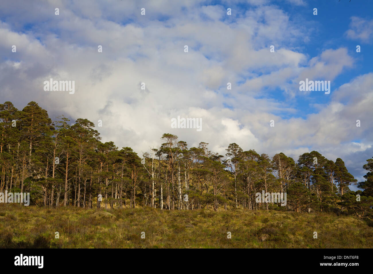 Evening light over Torridon Forest, Wester Ross, North West Highlands ...