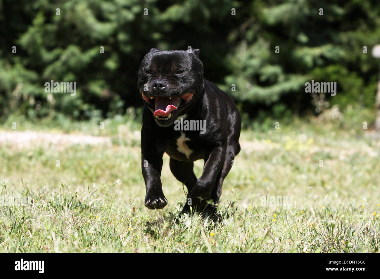dog Staffordshire Bull Terrier / Staffie / adult (black) running in a ...