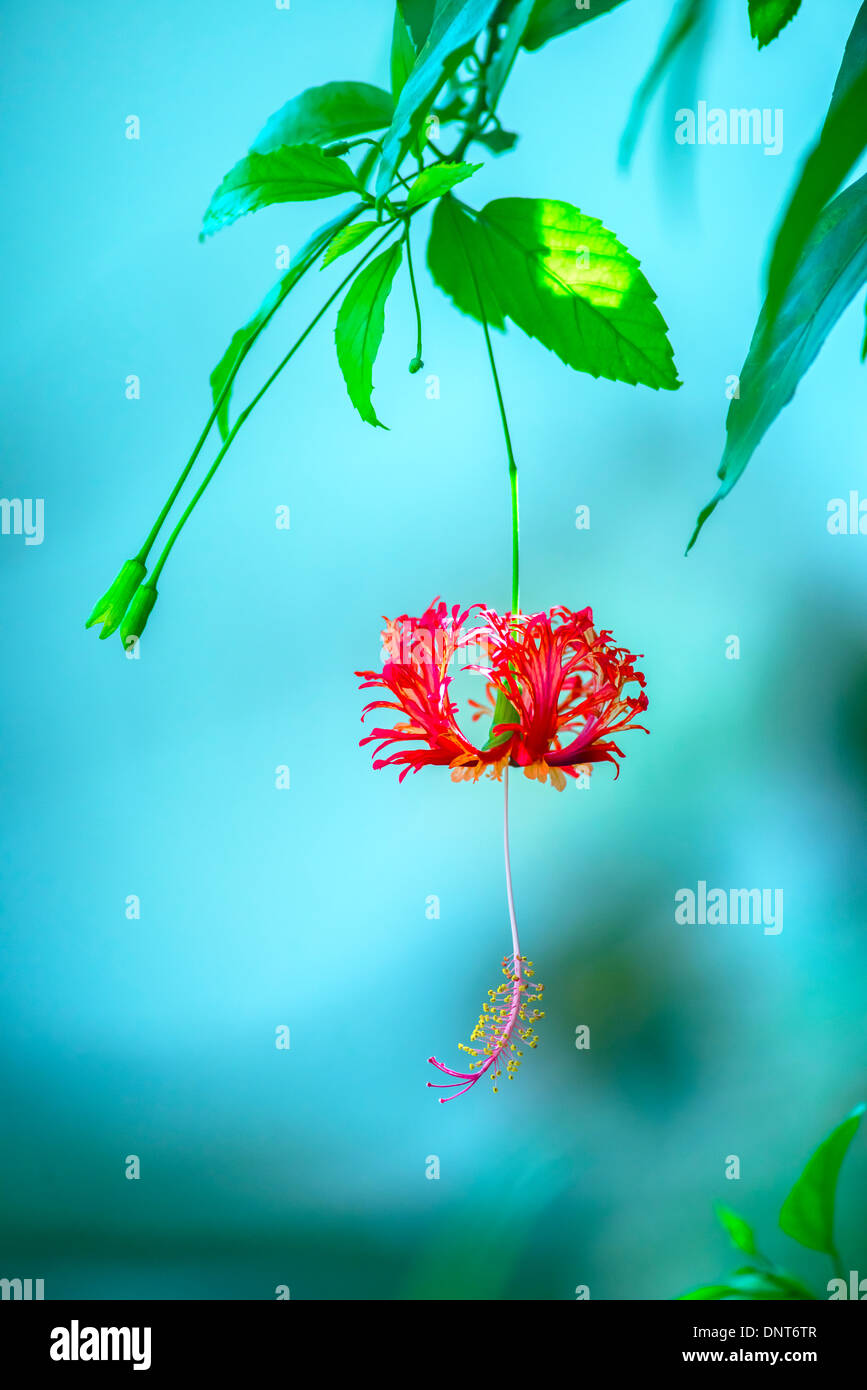 Japanese hanging Hibiscus Stock Photo - Alamy