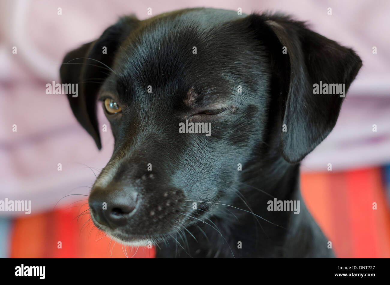 Blacky hi-res stock photography and images - Alamy
