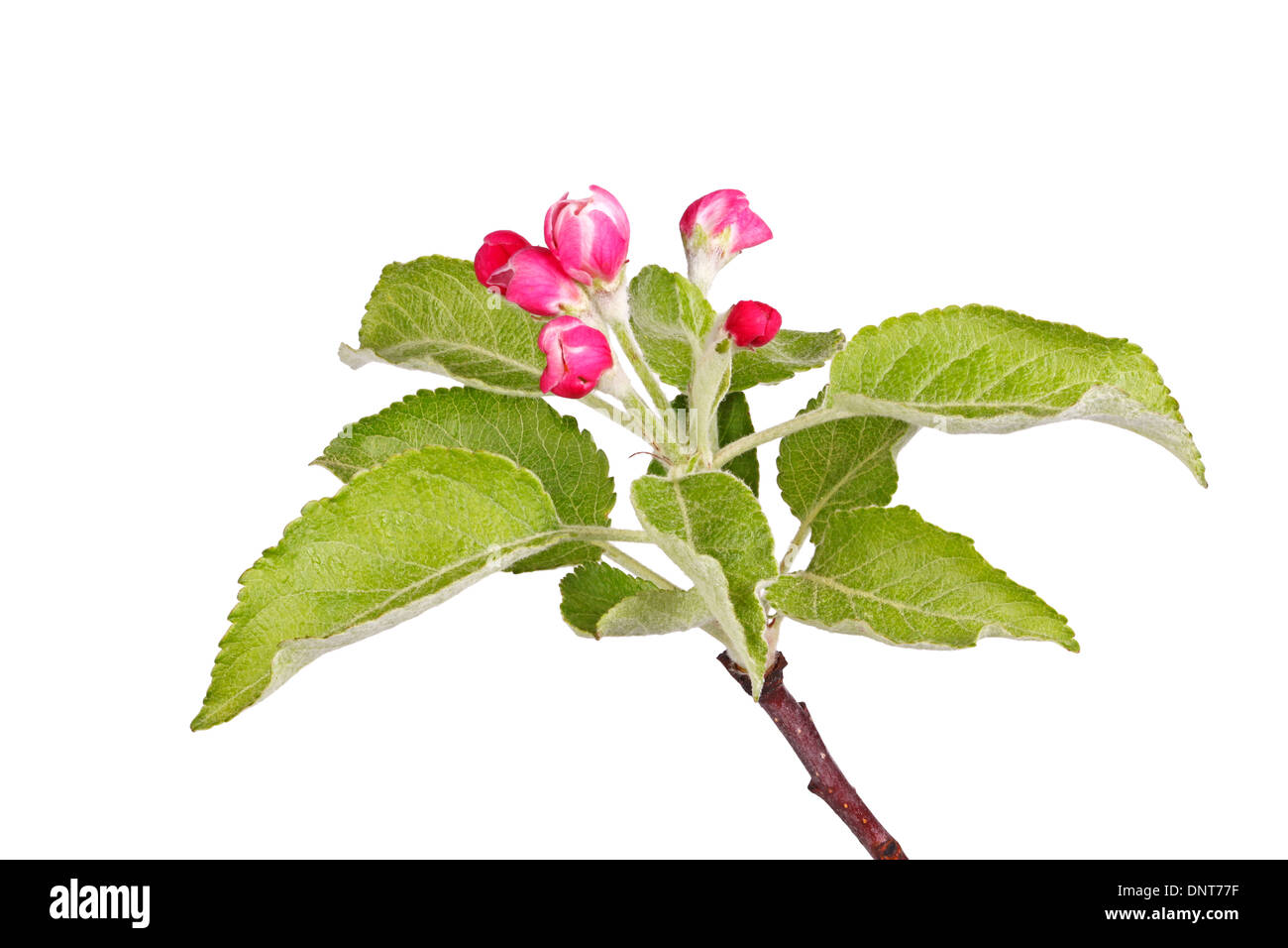 Buds and new spring leaves of an apple tree (Malus domestica) isolated ...