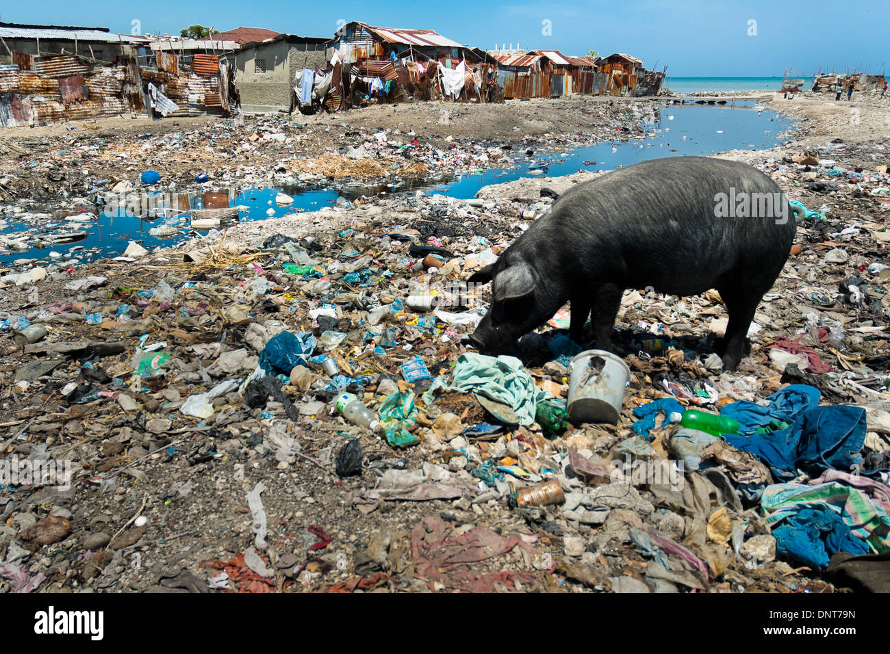 Pigs search for food in the rotten garbage around shacks in the slum of ...
