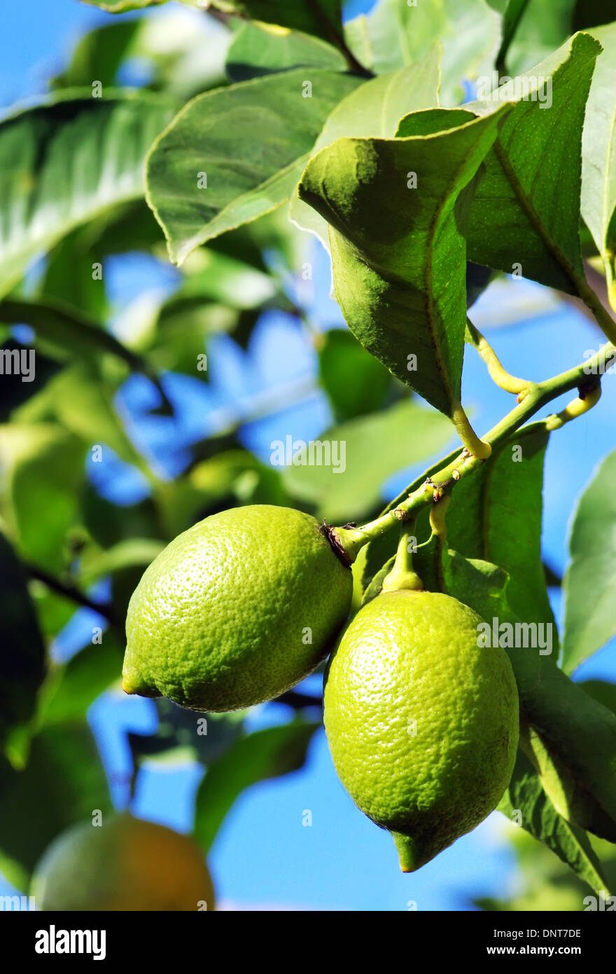 Two lemon leaves hi-res stock photography and images - Alamy