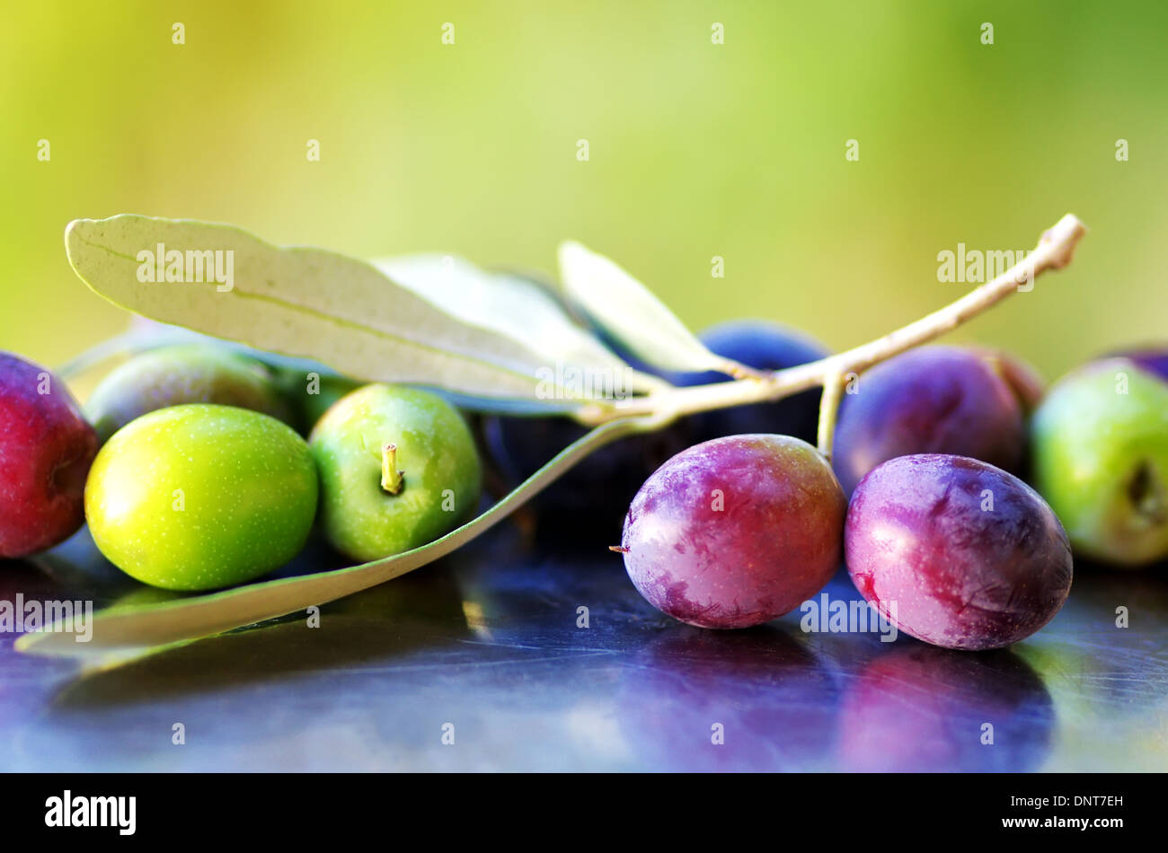 Olive tree branch hi-res stock photography and images - Alamy