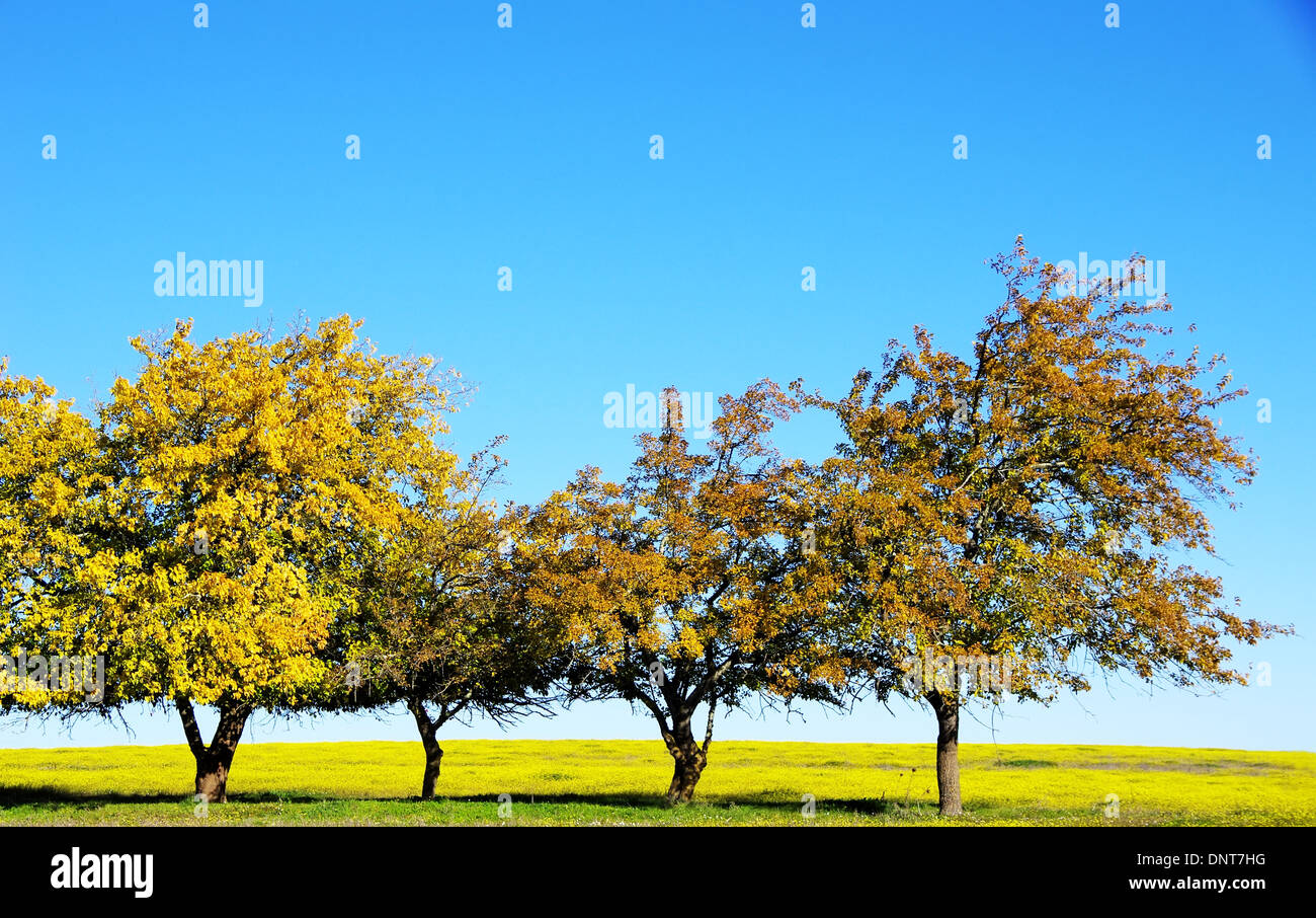 Yellow landscape hi-res stock photography and images - Alamy