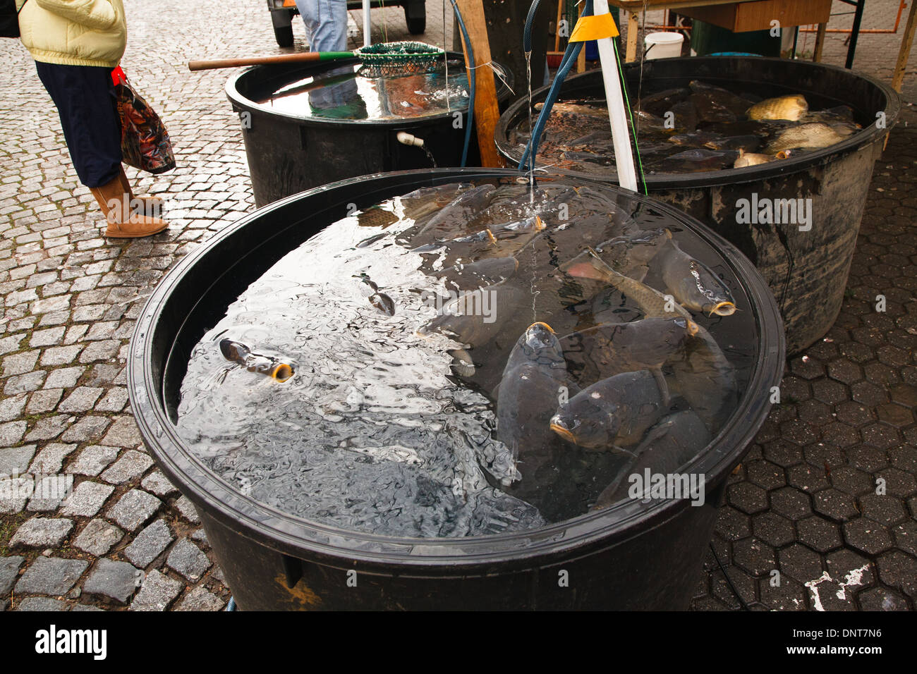 Christmas carp czech tradition selling hi-res stock photography and ...