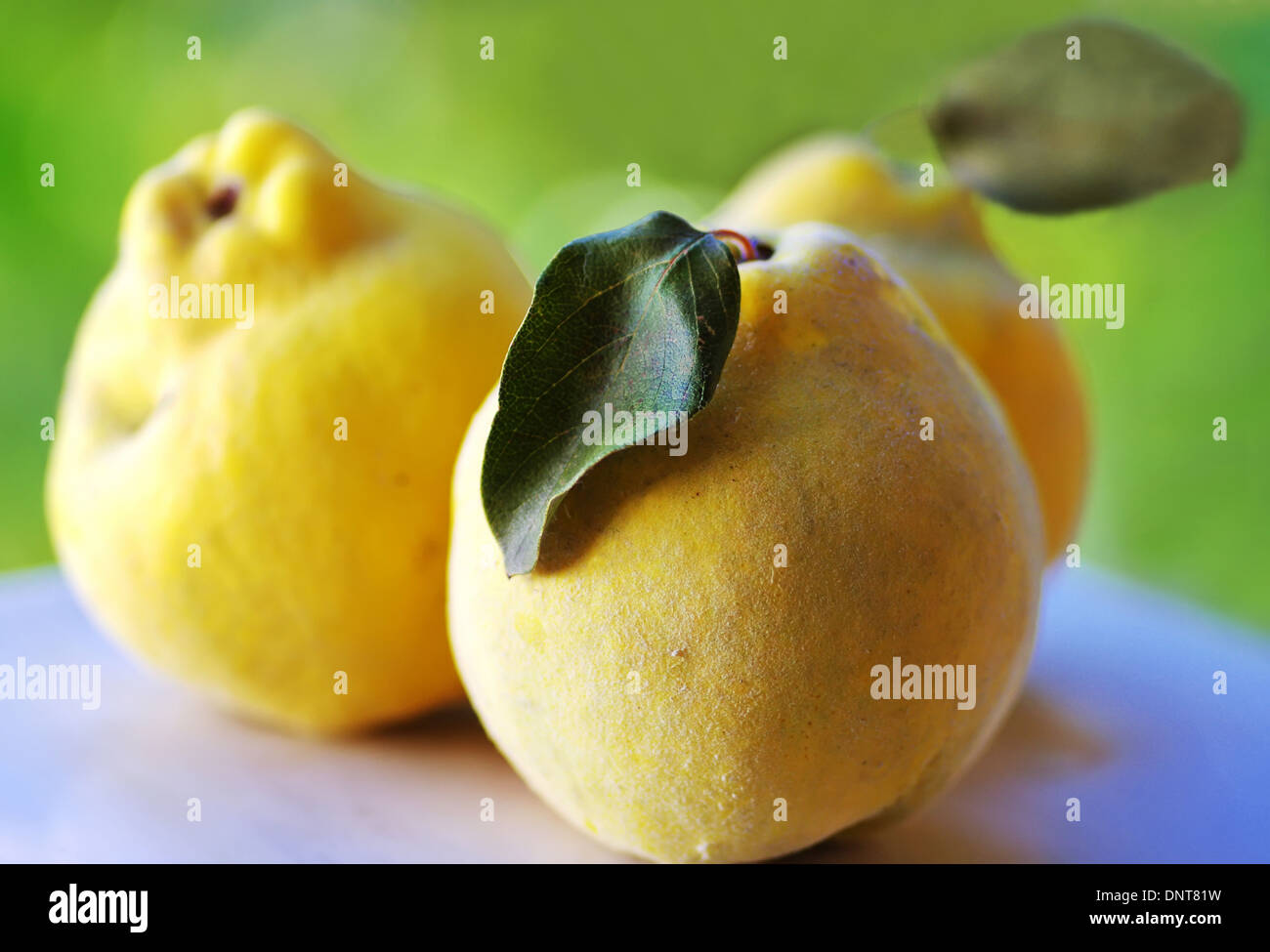 close-up of quince fruits Stock Photo - Alamy