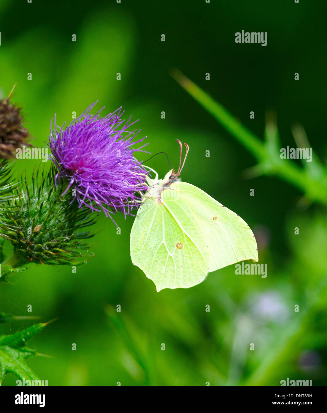 Wildlife thistle hi-res stock photography and images - Alamy