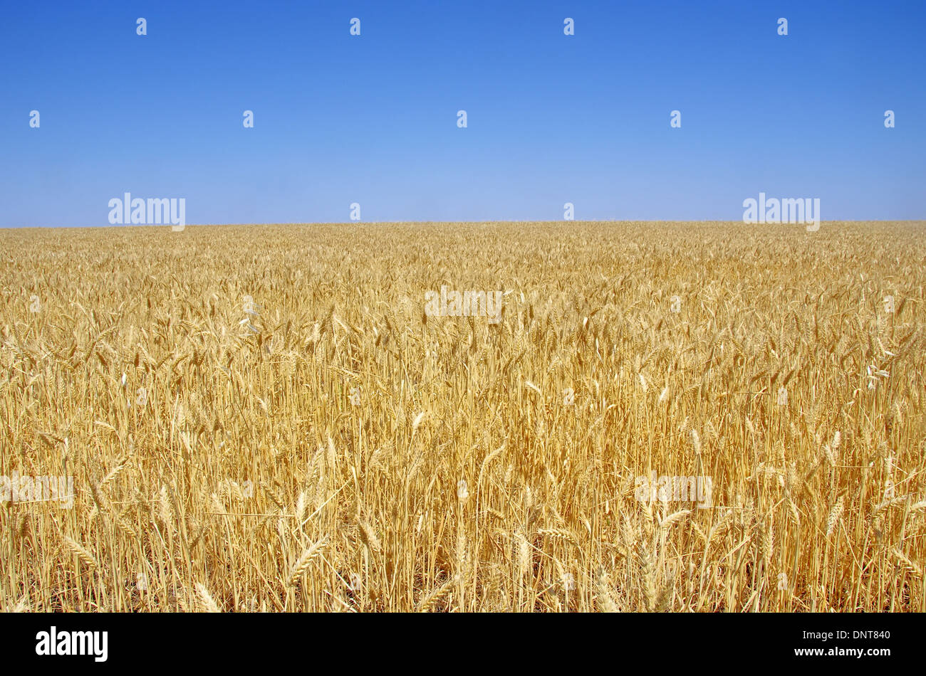 yellow spikes on field Stock Photo - Alamy