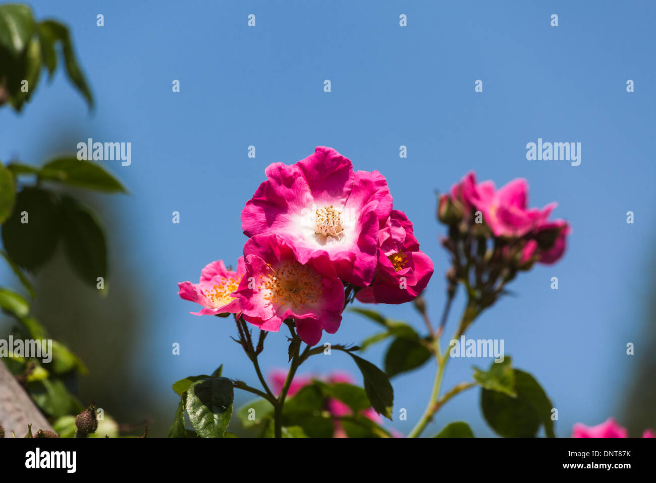 Carmine-pink rose 'American Pillar' Stock Photo - Alamy