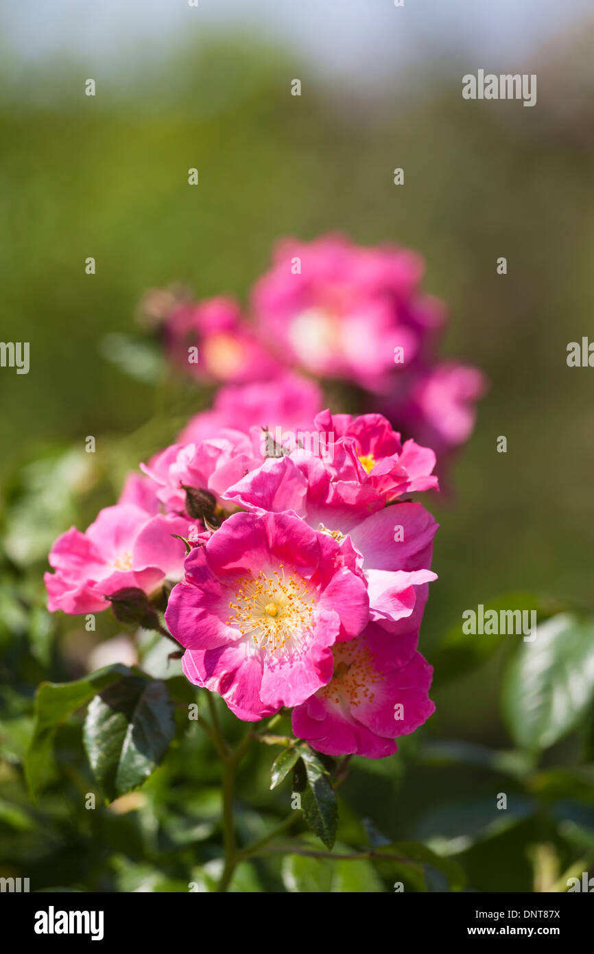 Carmine-pink rose 'American Pillar' Stock Photo - Alamy