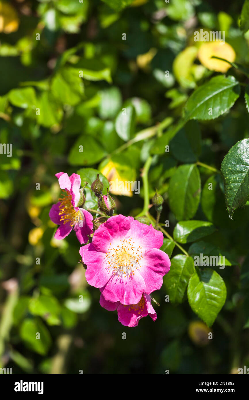 Carmine pink rose american pillar hi-res stock photography and images ...