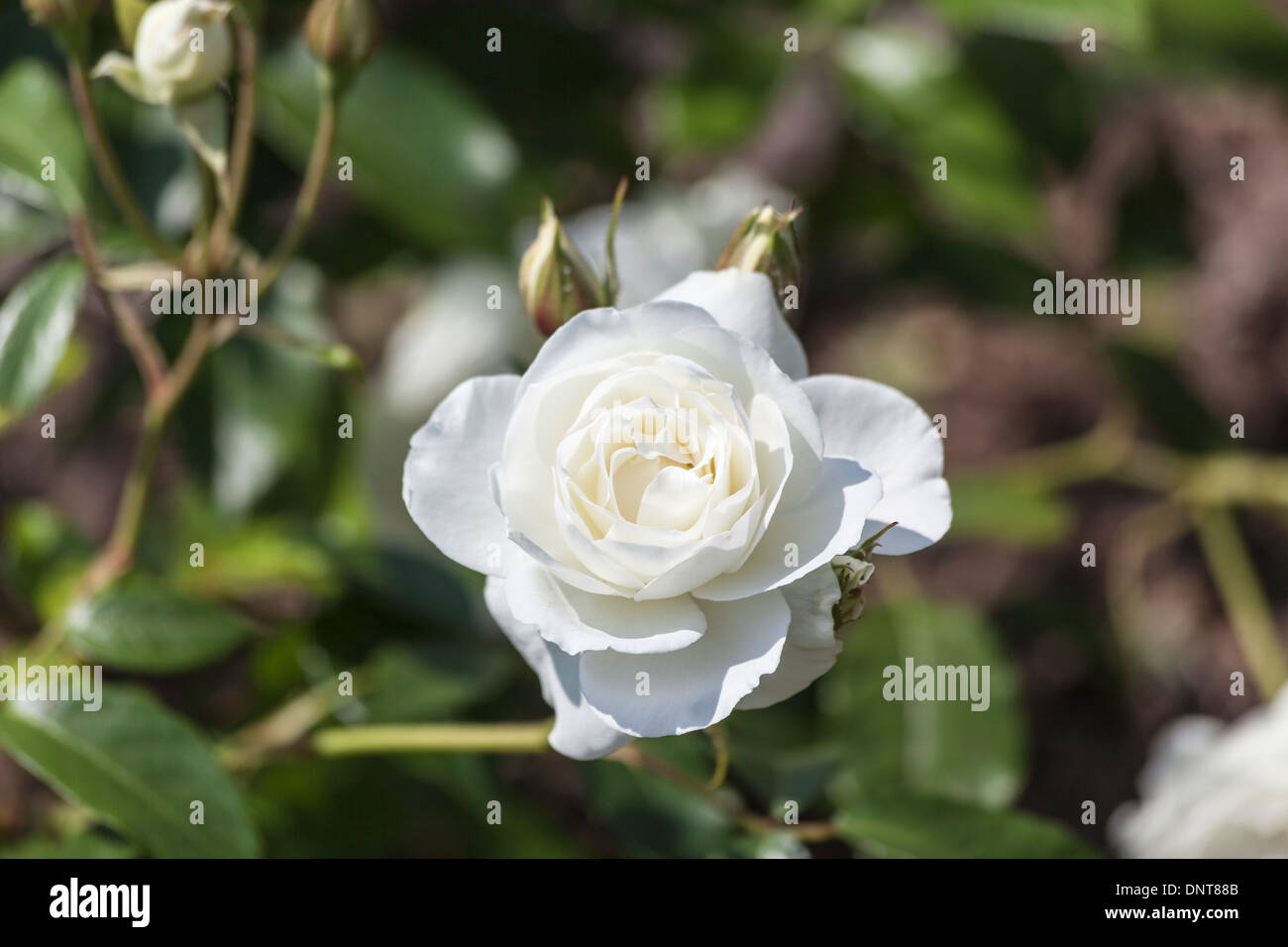Iceberg rose hi-res stock photography and images - Alamy