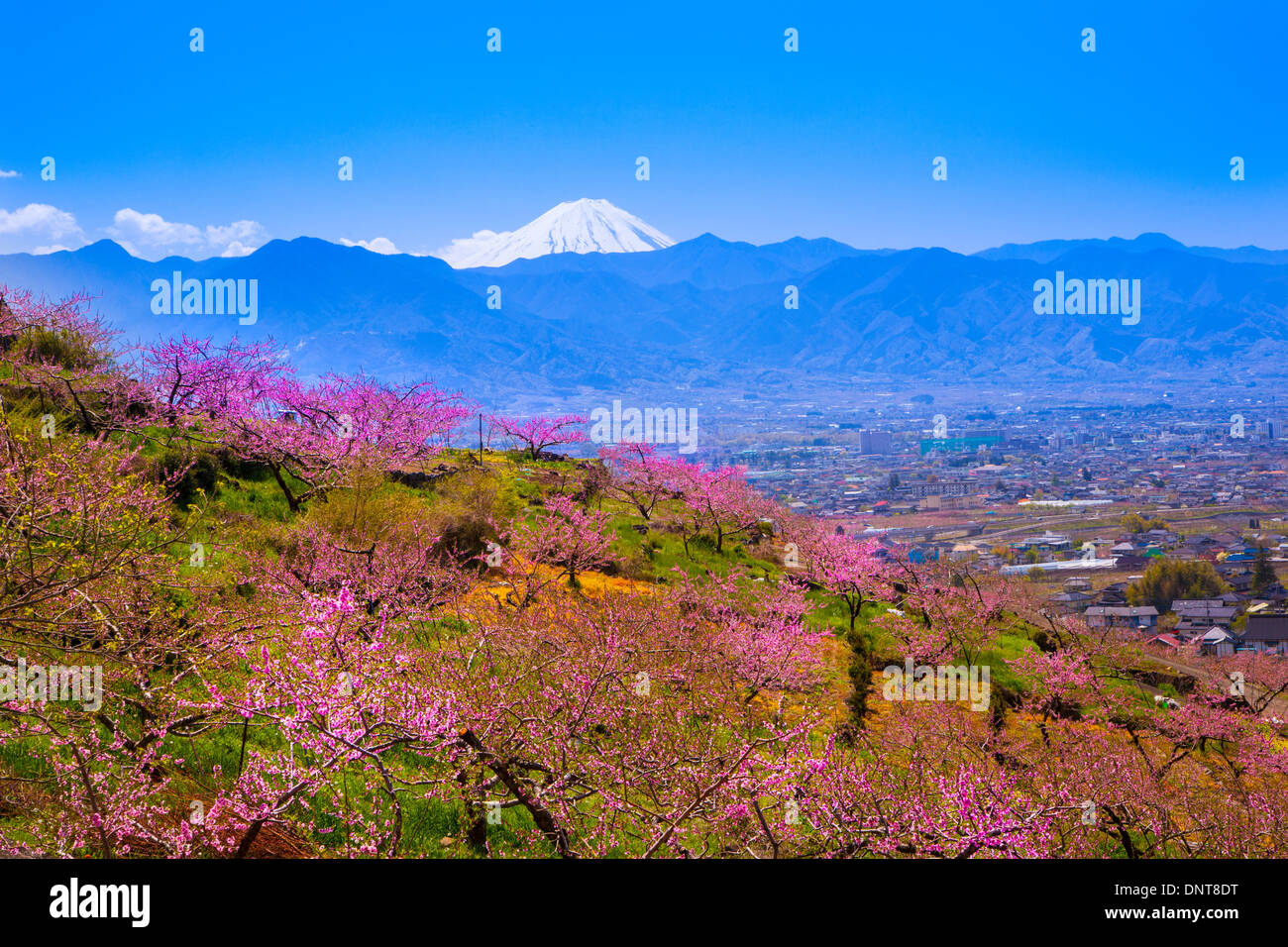 Japan spring hi-res stock photography and images - Alamy
