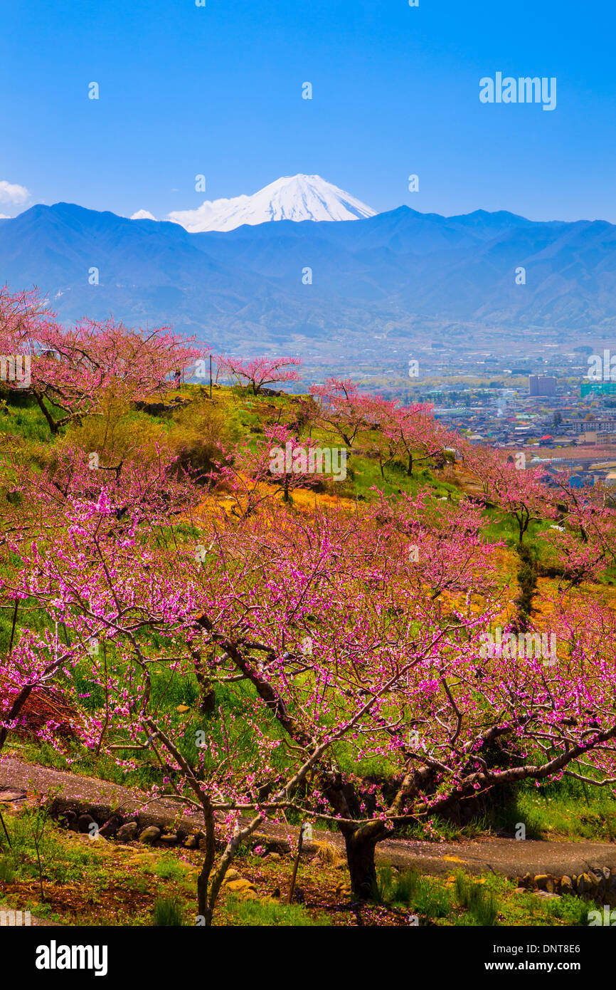 Japan Trees Peach Wallpaper Peach Tree And Little Bird With