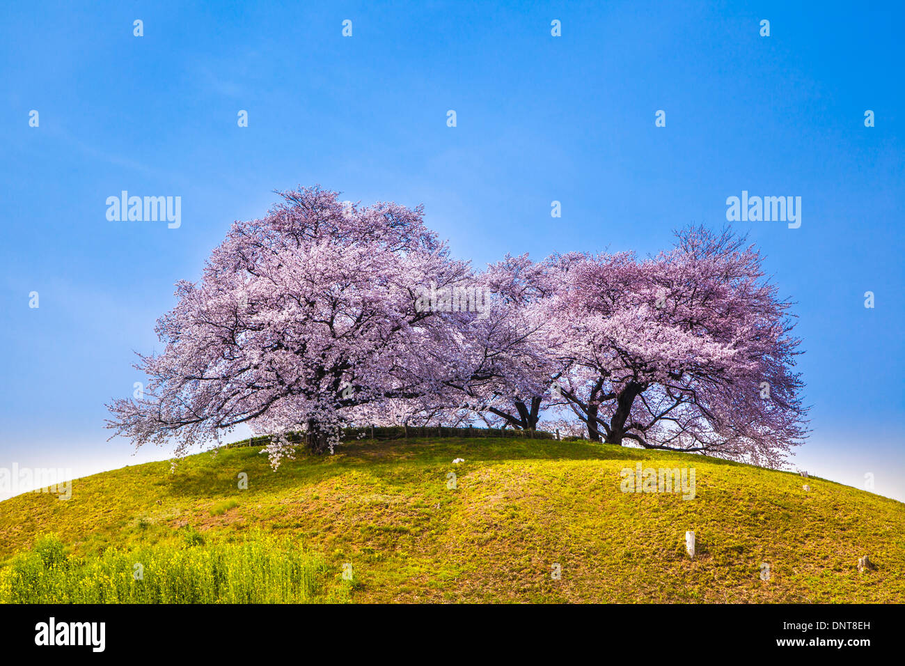 Cherry tree on the hill, Sakitama Tumulus, Saitama, Japan Stock Photo ...