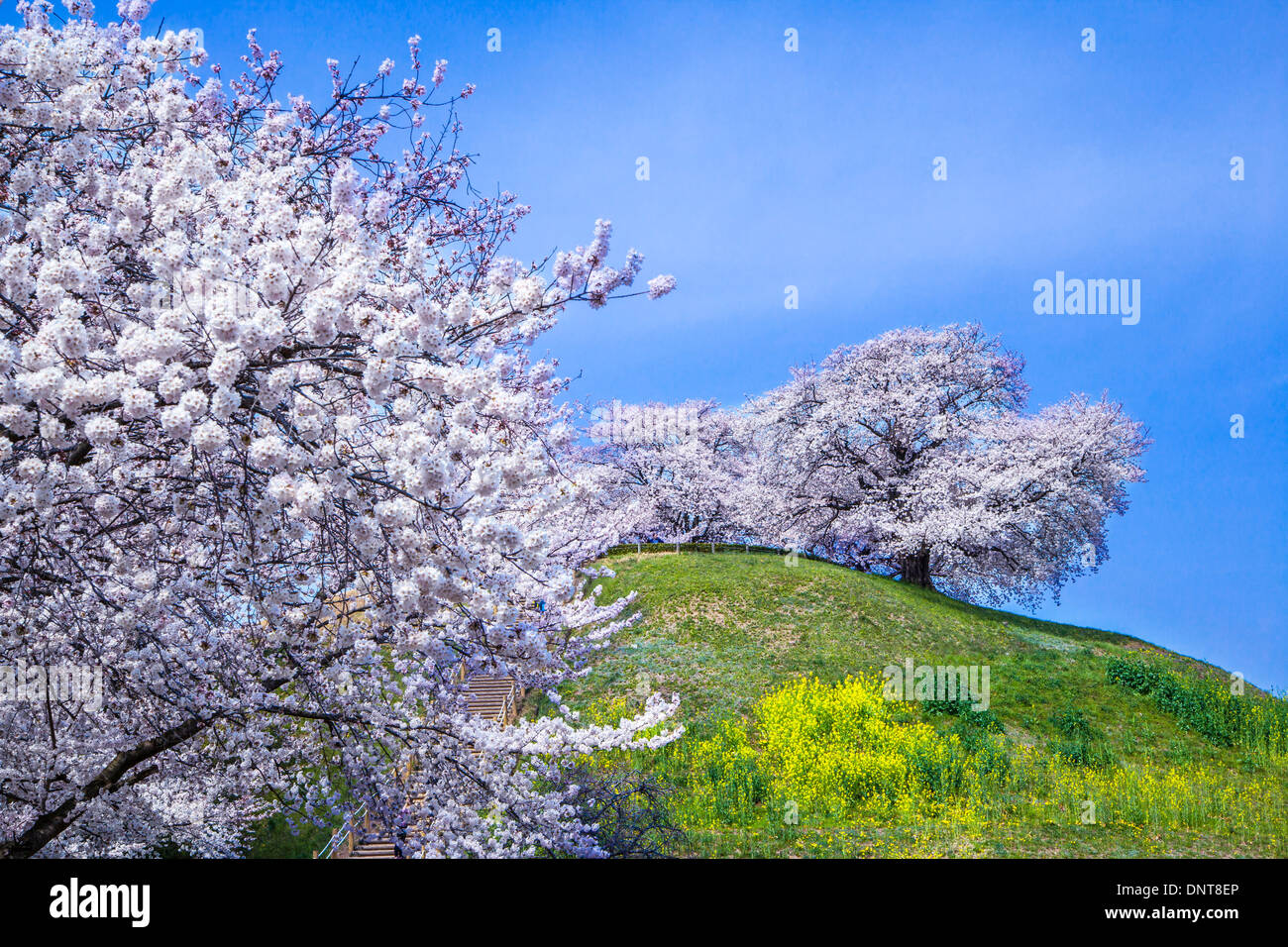 Cherry tree on the hill, Sakitama Tumulus, Saitama, Japan Stock Photo ...