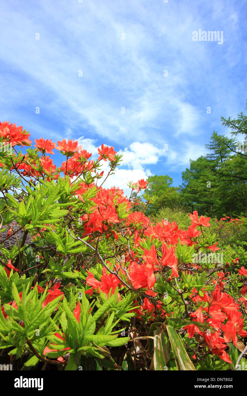 Yunomaru plateau Japanese azalea, Nagano, Japan Stock Photo - Alamy