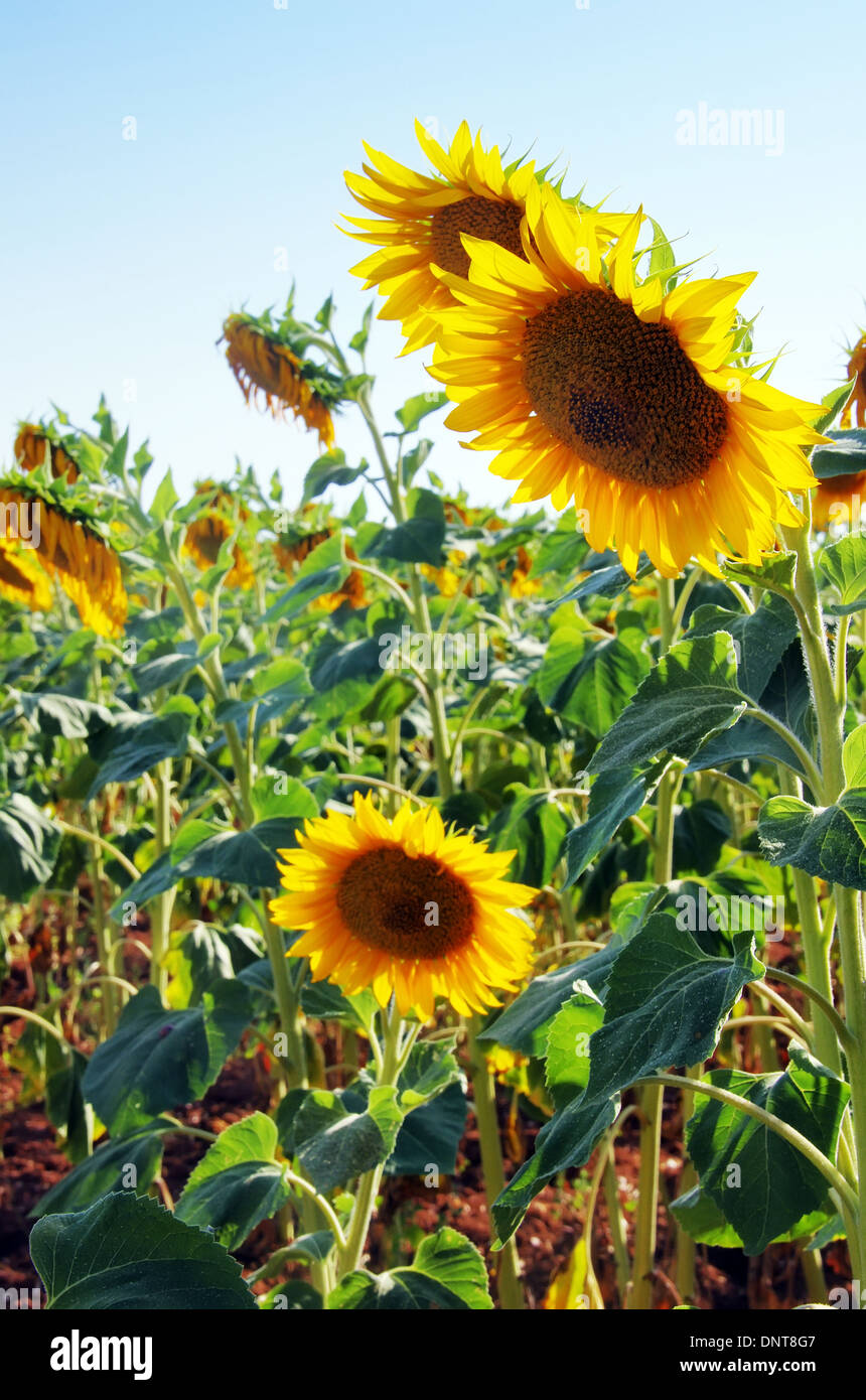 Sunny flower field hi-res stock photography and images - Alamy