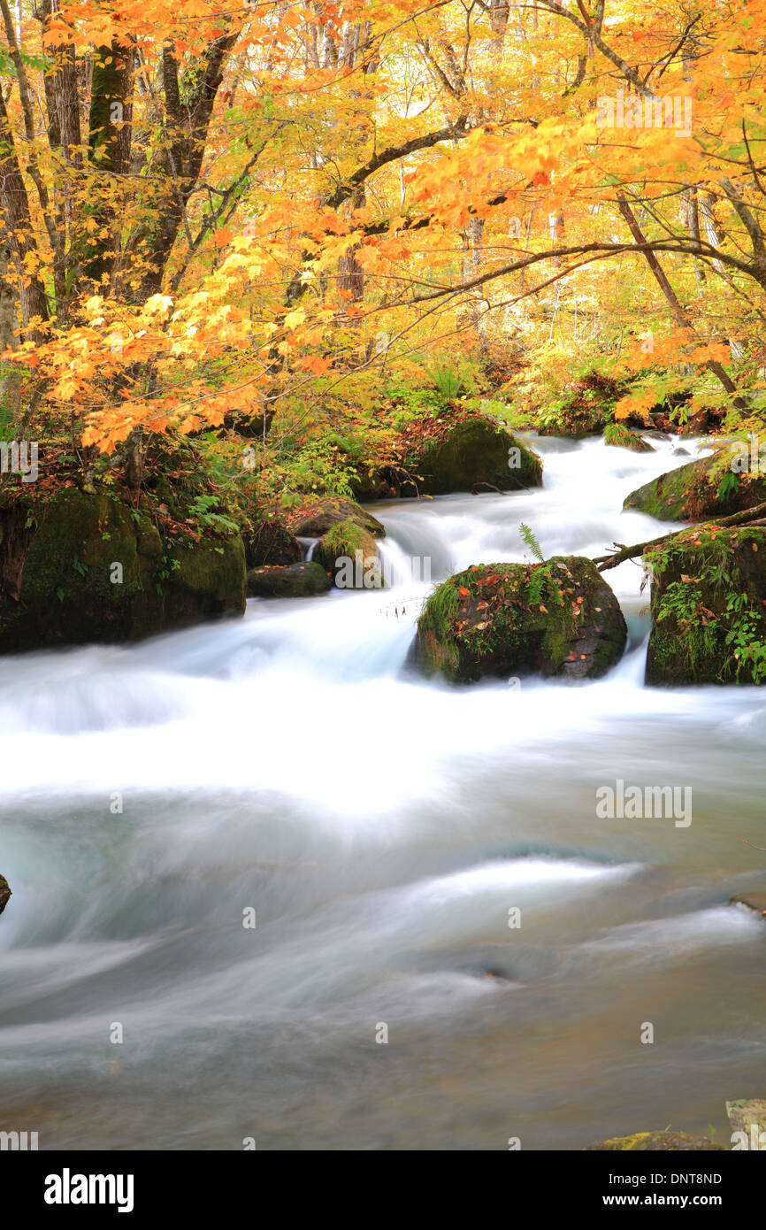 Autumn Colors of Oirase Stream, Aomori, Japan Stock Photo - Alamy