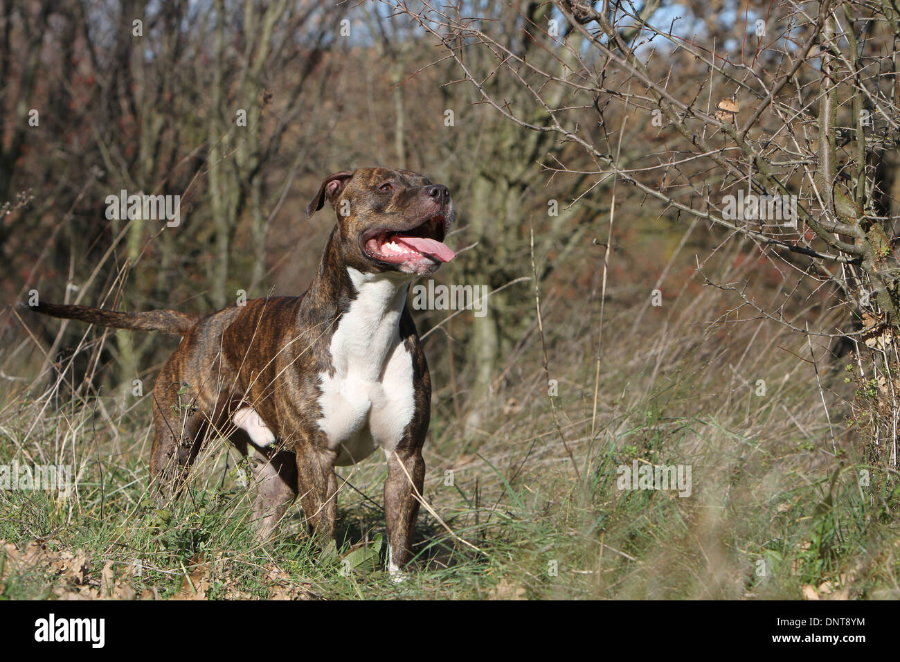 Dog American Staffordshire Terrier / Amstaff / adult standing in a ...