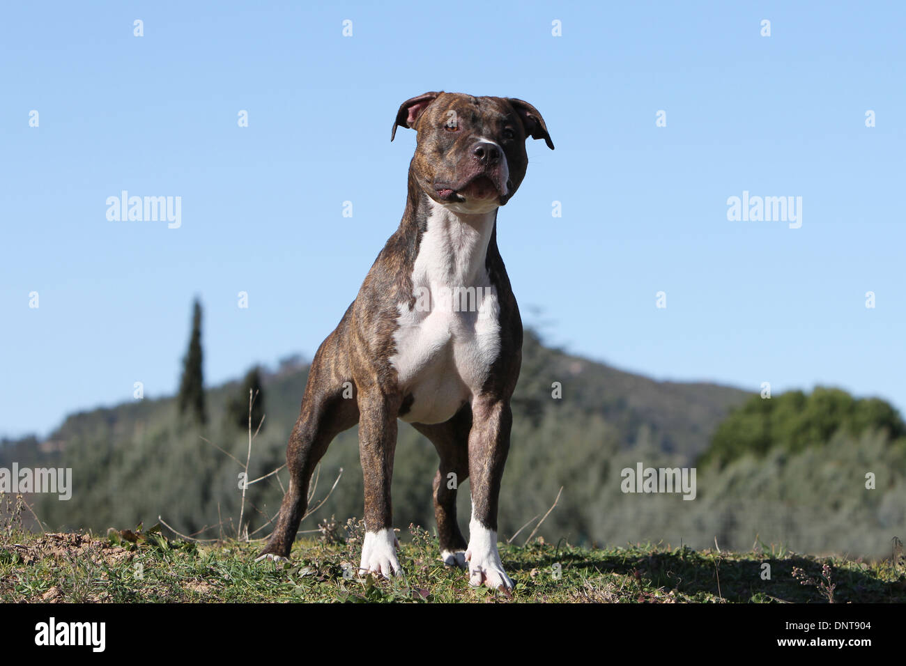 Dog American Staffordshire Terrier / Amstaff adult standing in a meadow ...