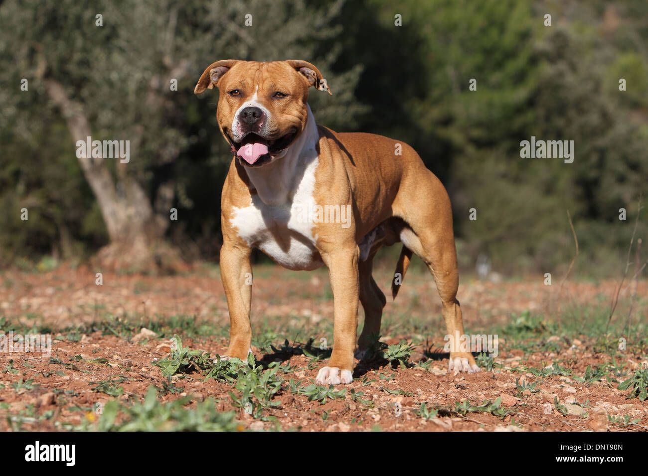 Dog American Staffordshire Terrier / Amstaff / adult standing in a wood ...