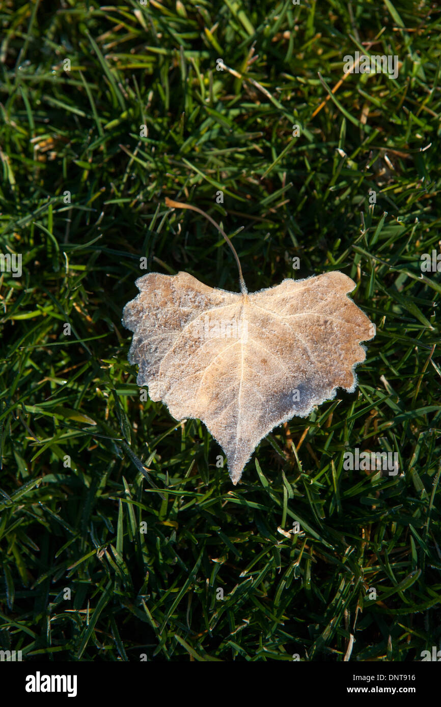 Heart-shaped leaf laying on grass. Photo by Janet Worne Stock Photo - Alamy